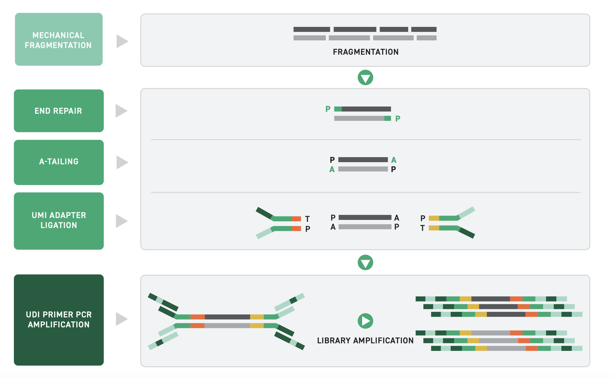 The Little Sequences That Could: How UDIs and UMIs Keep NGS Data on Track | Twist Bioscience